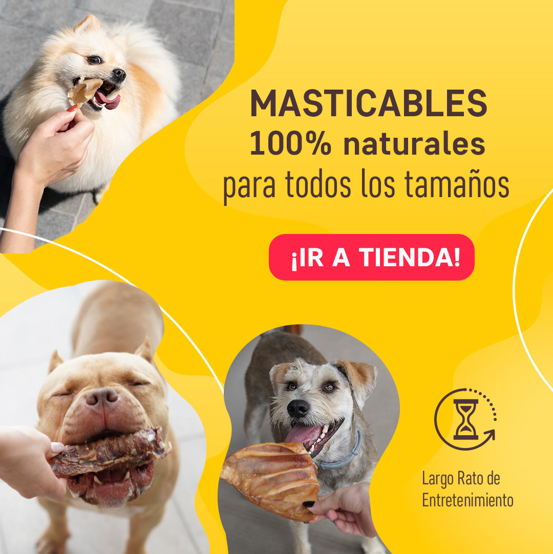 Barker Chile